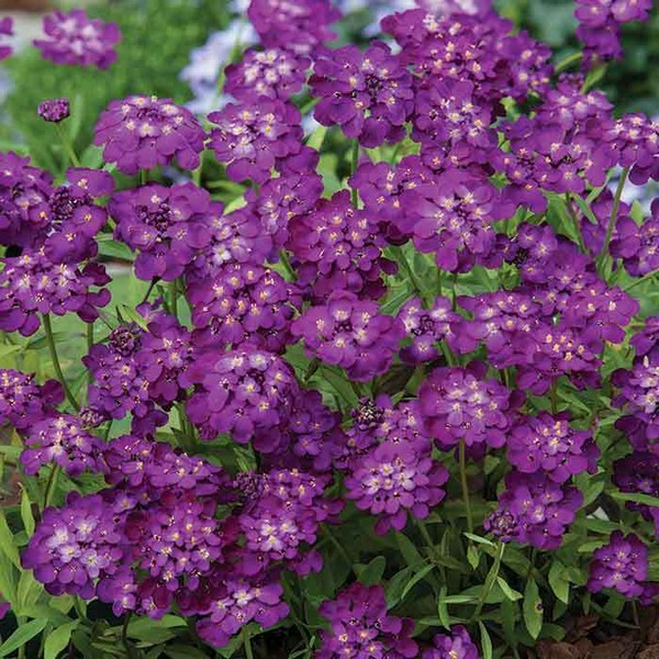 Village Color Gardens